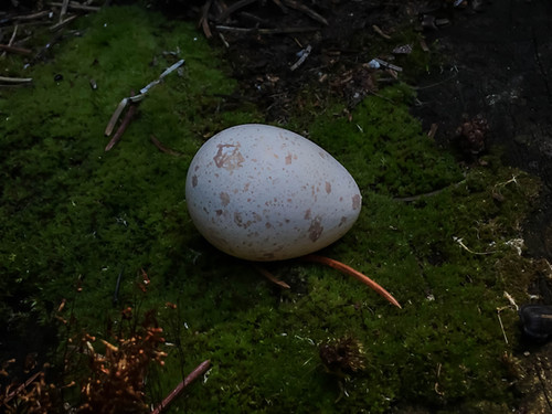 Texas Blue Scale Quail | Spring Hollow Acres