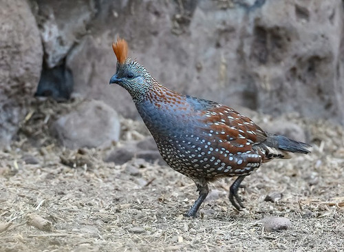 Bensons/Elegant Quail Hatching Eggs | Spring Hollow Acres