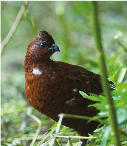 Tennessee Red Quail Hatching Eggs | Spring Hollow Acres