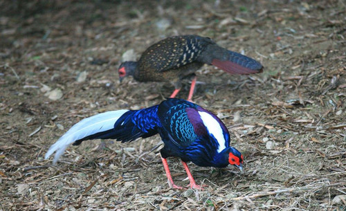 Swinhoe Male | Spring Hollow Acres