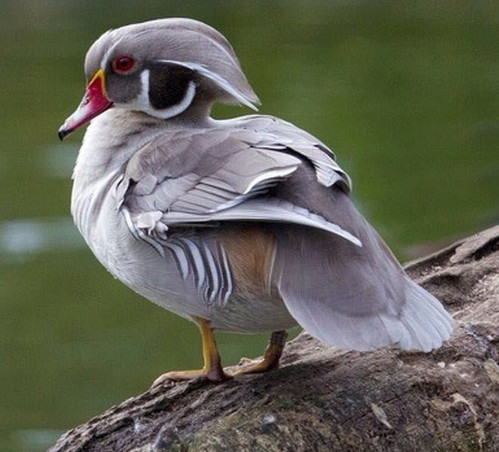 Silver Wood Duck Hatching Eggs | Spring Hollow Acres