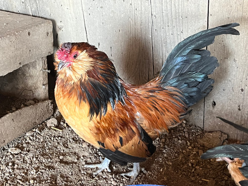 Quail Bearded D'Anver Bantams Hatching Eggs | Spring Hollow Acres