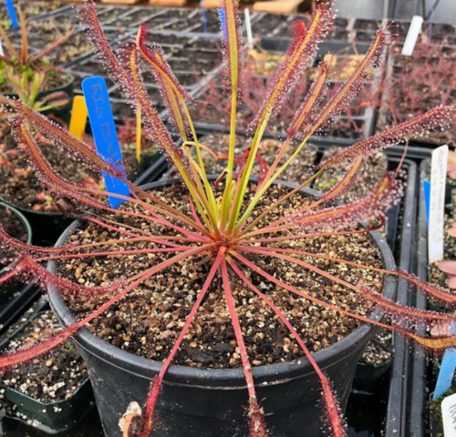 Cape Sundew | Spring Hollow Acres