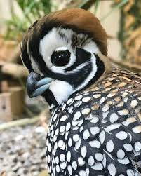 Mearns Quail Hatching Eggs | Spring Hollow Acres