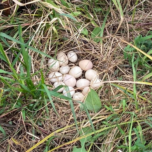 French Pearl Guinea Fowl | Spring Hollow Acres