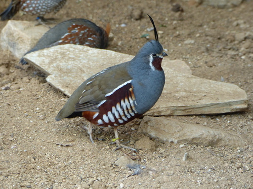 Mountain Quail Hatching Eggs | Spring Hollow Acres