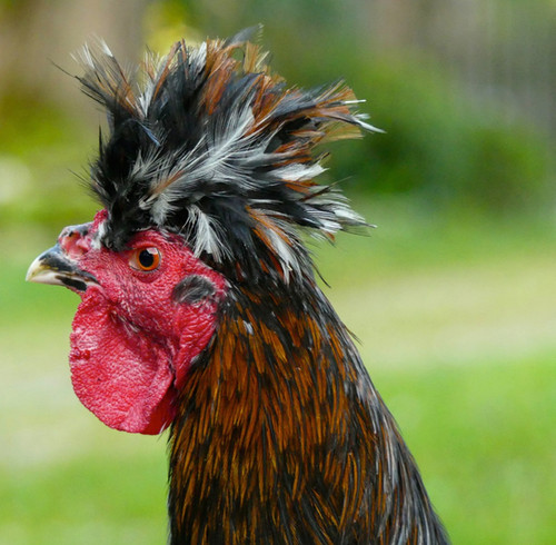 Sanjak Long Crower Hatching Eggs | Spring Hollow Acres