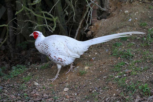 Alaskan Snow Pheasant Hatching Eggs | Spring Hollow Acres