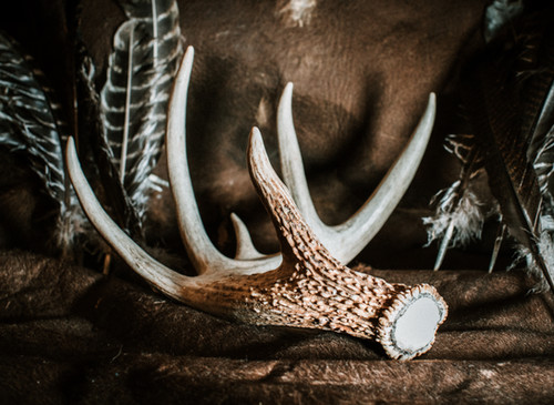 Single antler shed ~70" | Hunting Experience