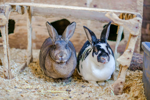 Whole Rabbit ($10/ lb.) | Ray of Sunshine Farm