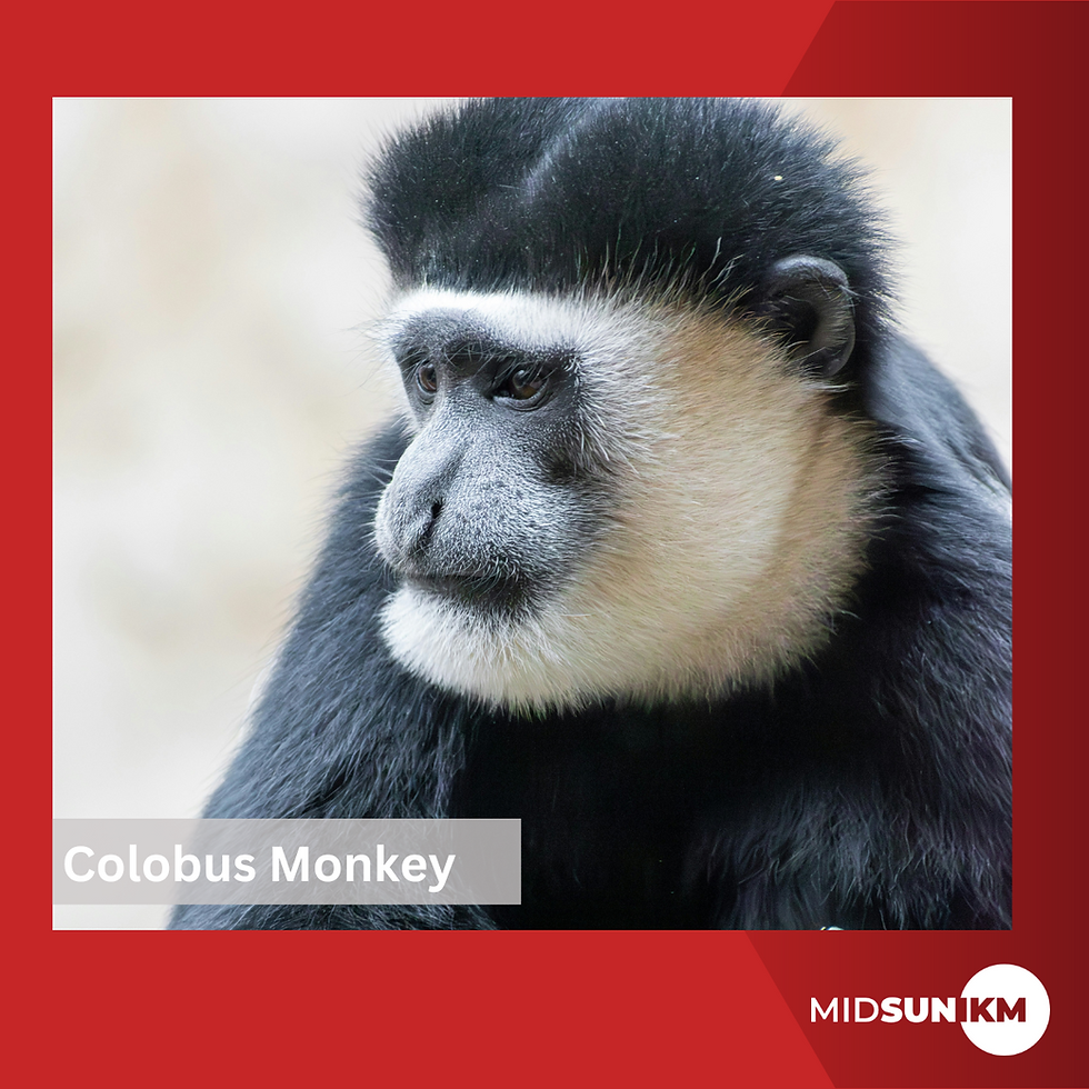 How to Avoid Monkey Electrocutions? | Midsun IKM