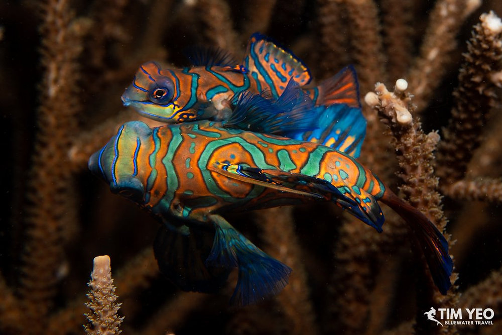 Where to See Mandarinfish | Scuba Diving Blog