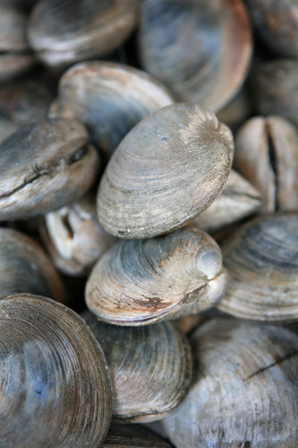 Littleneck Clams | Native Eats