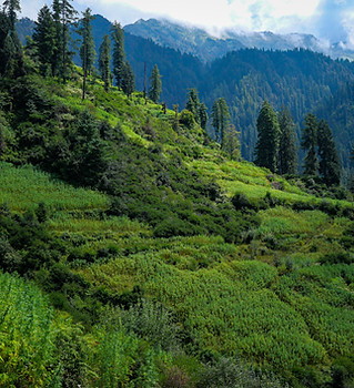 Home | Zomia Collective