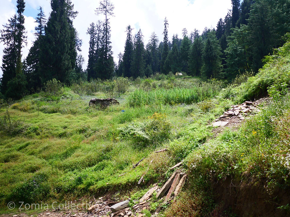 Rumsu Domesticate Landrace - Upper Field #1 (2350m)