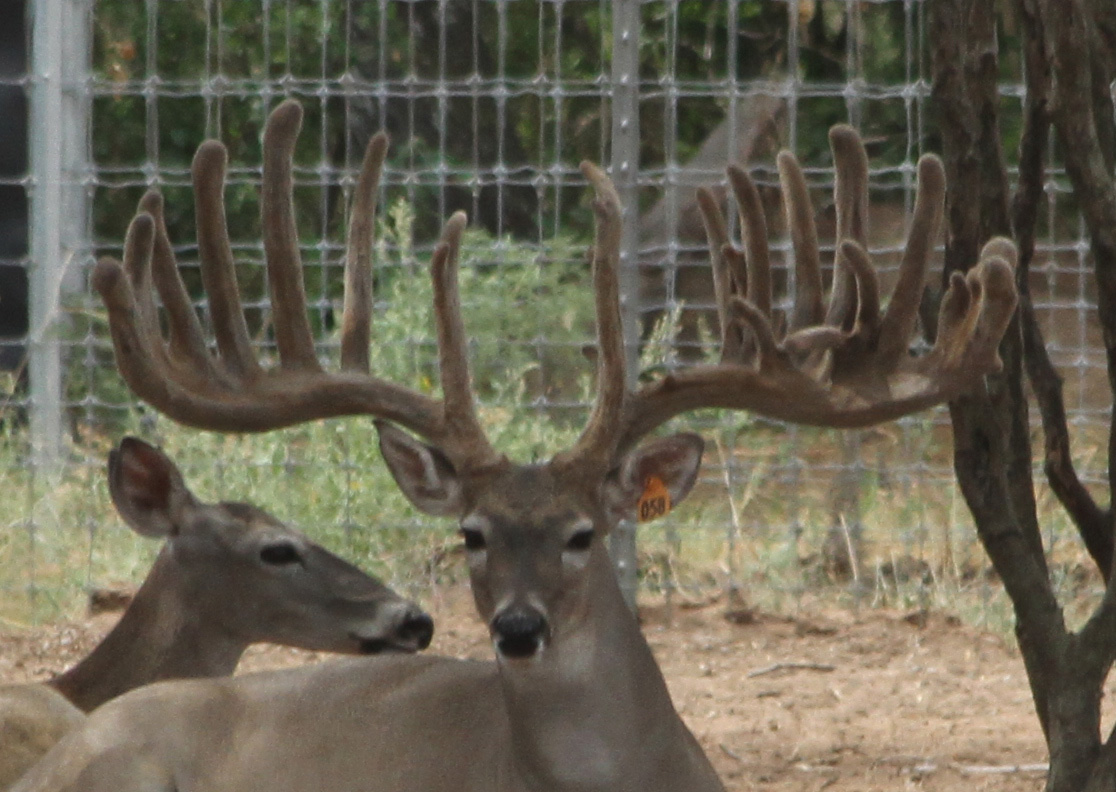 Texas Whitetail breeder | Breeder and Stocker bucks | South Texas