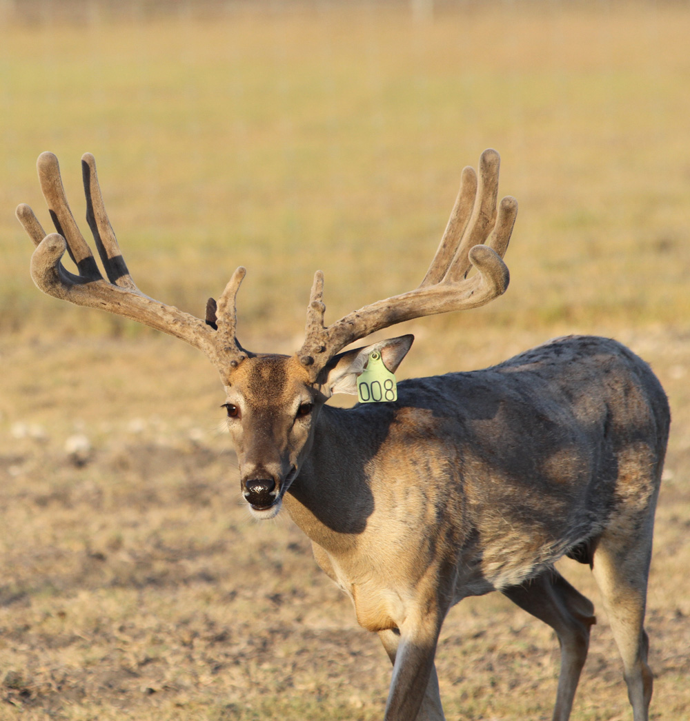 Texas Whitetail breeder | Breeder and Stocker bucks | South Texas