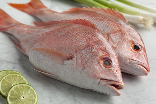 Whole Snapper | American Fish