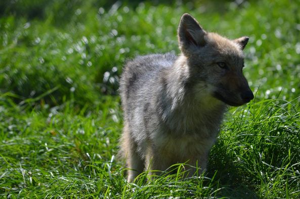 Ecomuseum mourns the loss of Palla, their beloved female Gray Wolf.
