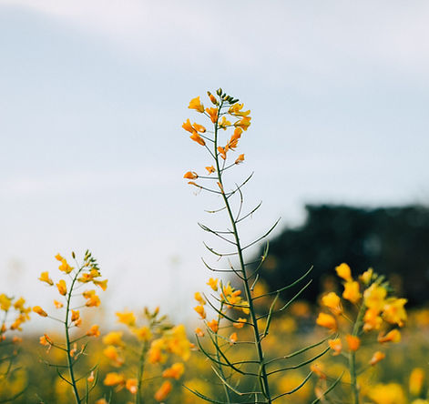 Toko Karangan Bunga | Elaine Florist