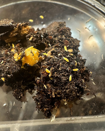 Yellow Springtails - Starter Culture | Isopods.co.uk