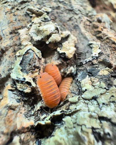 Cubaris Murina "Mandarin" | Buy Online at Isopods.co.uk - Live Arrival ...