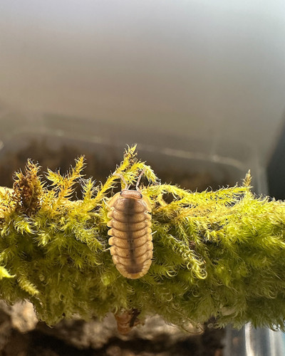 Cubaris Red Edge “Blonde" | Buy Online at Isopods.co.uk - Live Arrival ...