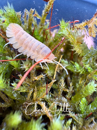 Cubaris Red Edge “Peach" | Buy Online at Isopods.co.uk - Live Arrival ...