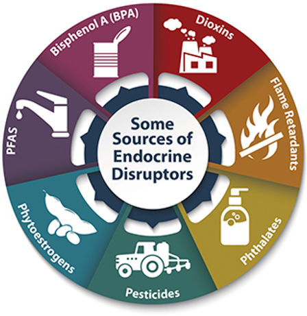 "How to Identify and Avoid Endocrine Disruptors in Your Daily Life"