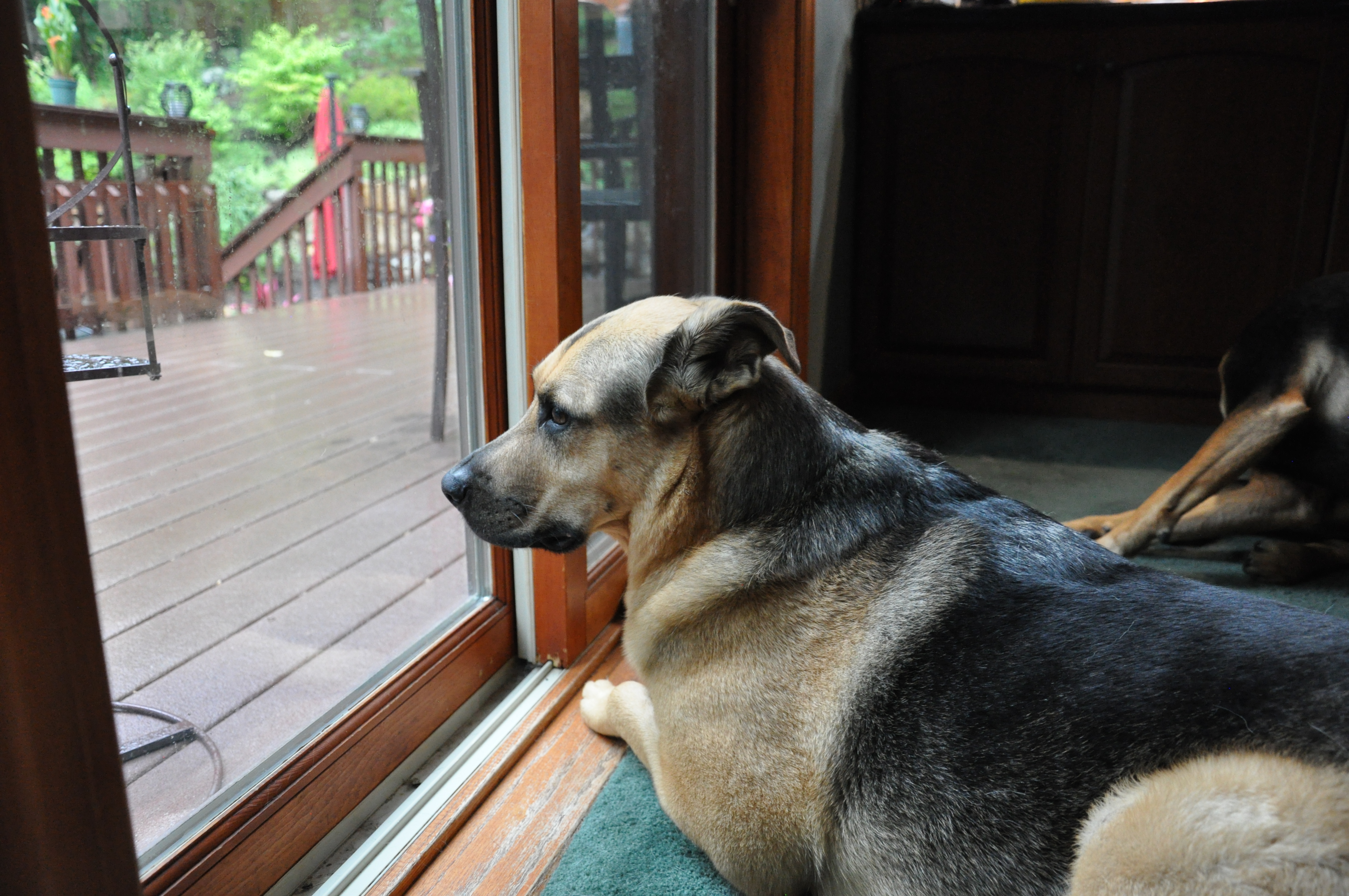 Kvh | 160 Kinnelon Rd | Kinnelon Veterinary Hosptial