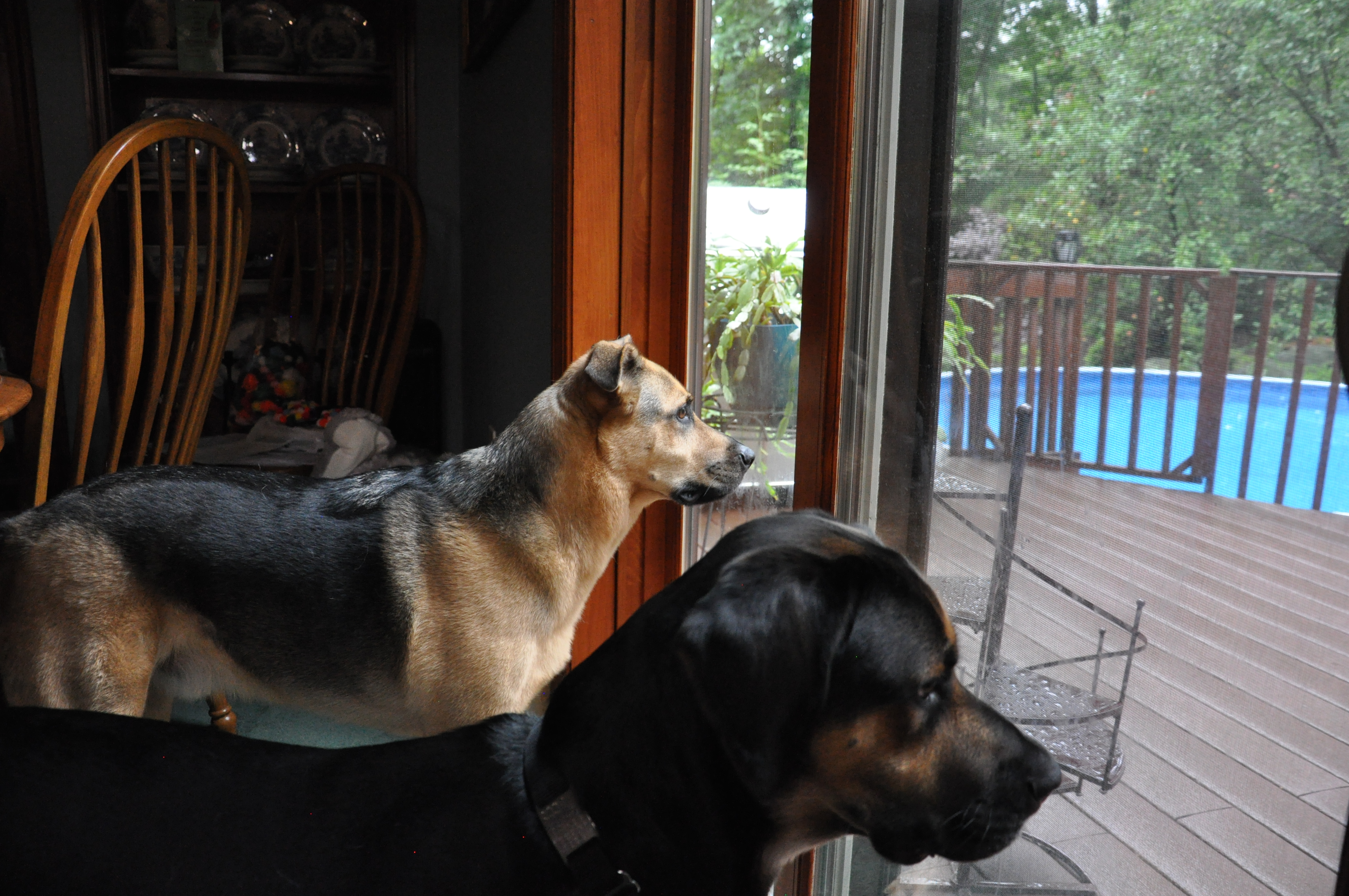 Kvh | 160 Kinnelon Rd | Kinnelon Veterinary Hosptial