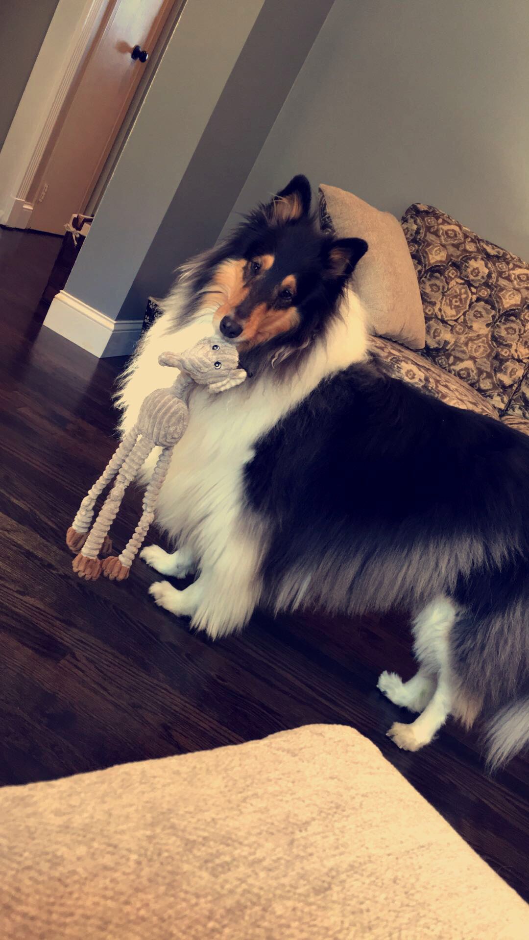 Kvh | 160 Kinnelon Rd | Kinnelon Veterinary Hosptial