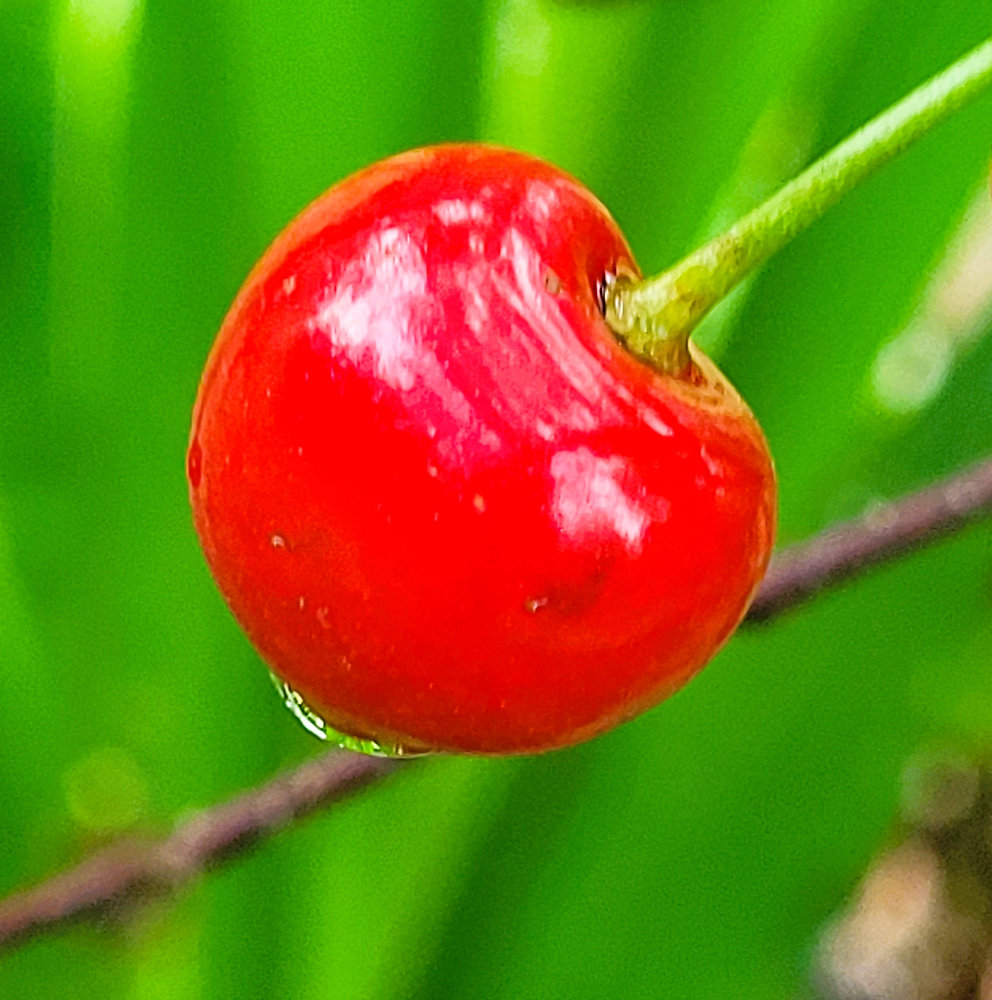 Cherries, Finches, and Pies: Poem-a-Week