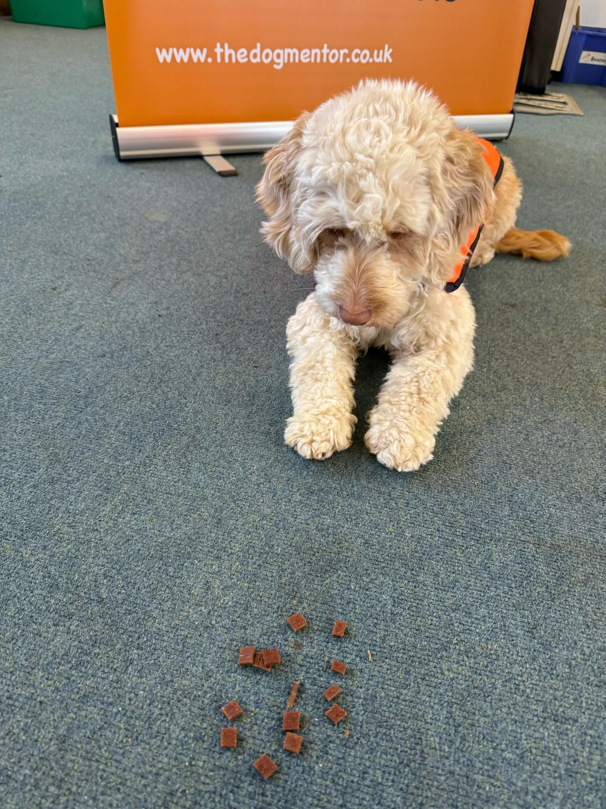 Therapy Dogs in Schools Hertfordshire | The Dog Mentor