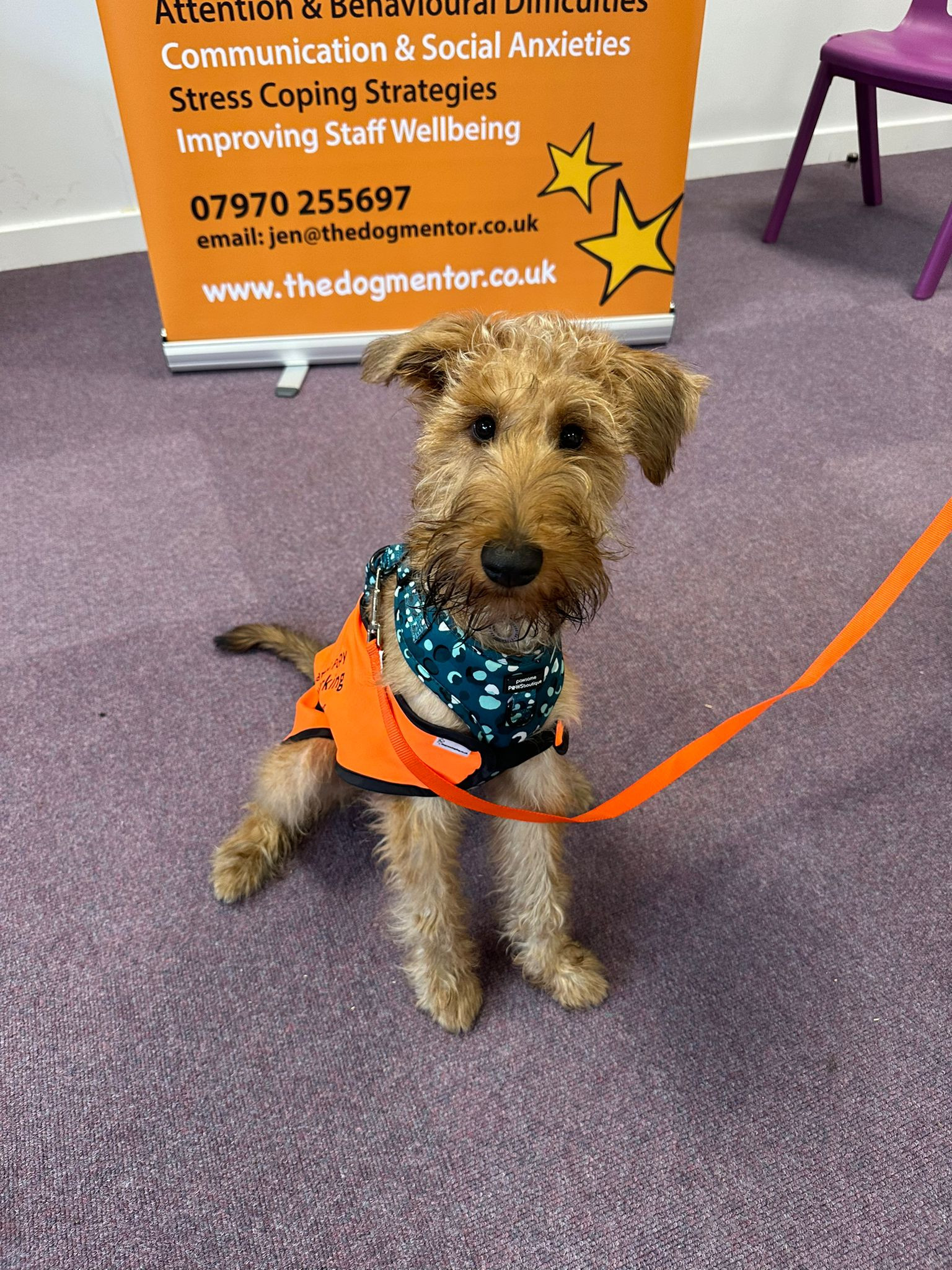 Therapy Dogs in Schools Dorset | The Dog Mentor