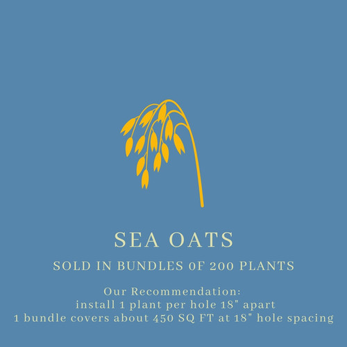 Sea Oats (Sold in bundles of 200 Plants) | Coastal Transplants