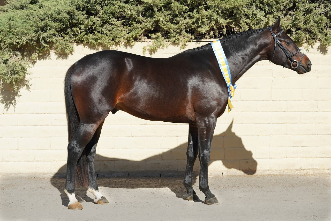 Eurequine - Stallions - ESCHER