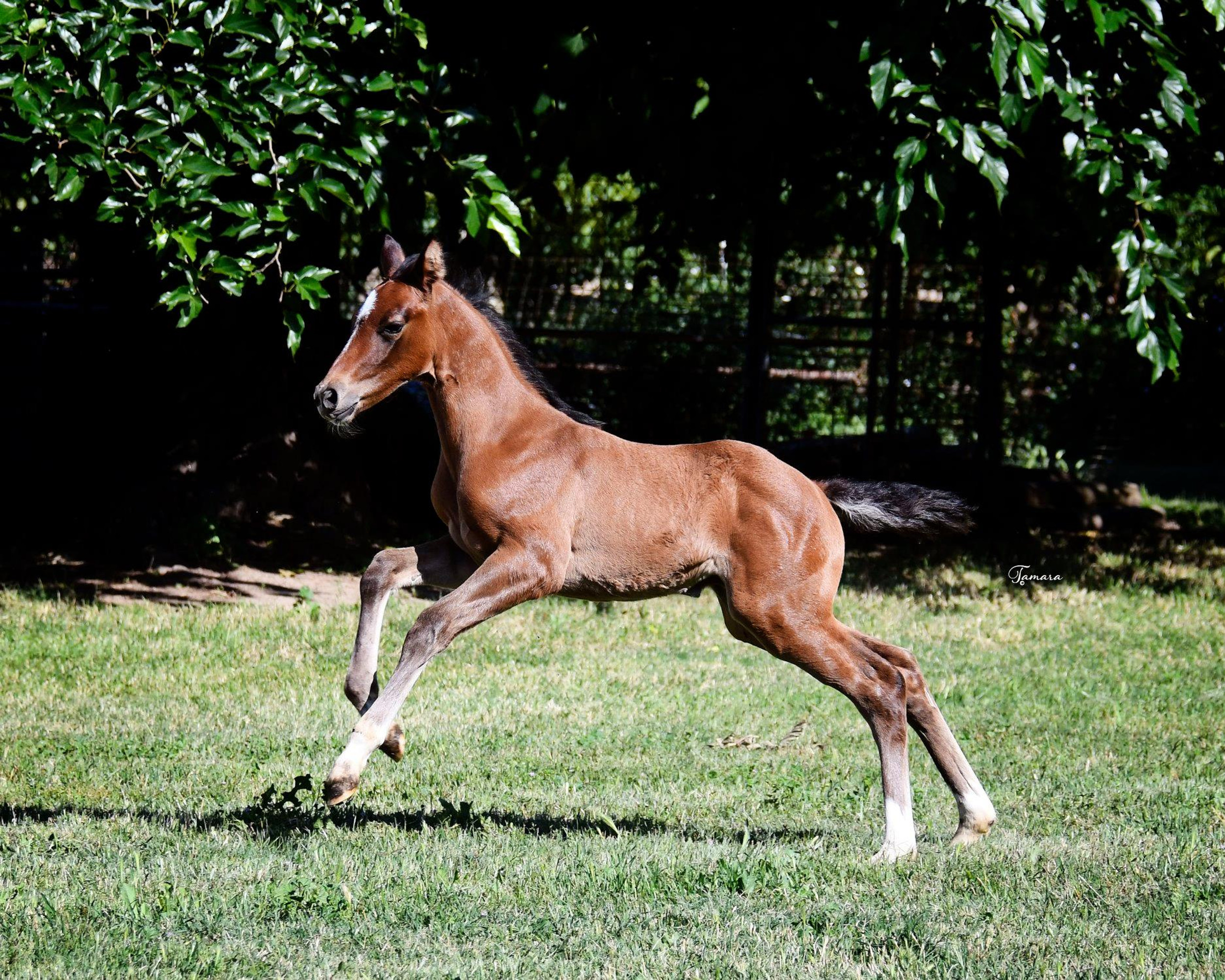 Eurequine LLC - Horses For Sale