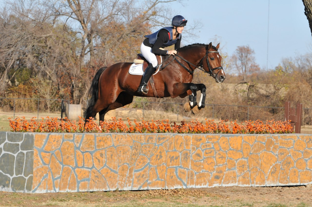 Another one: suggestions for AHS-approved stallion for hunter foal ...