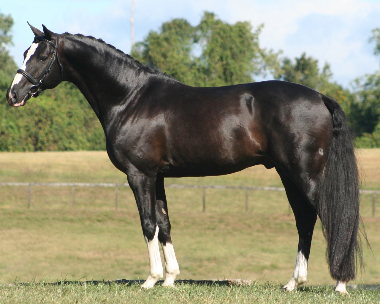Eurequine - Stallions - DONARWEISS