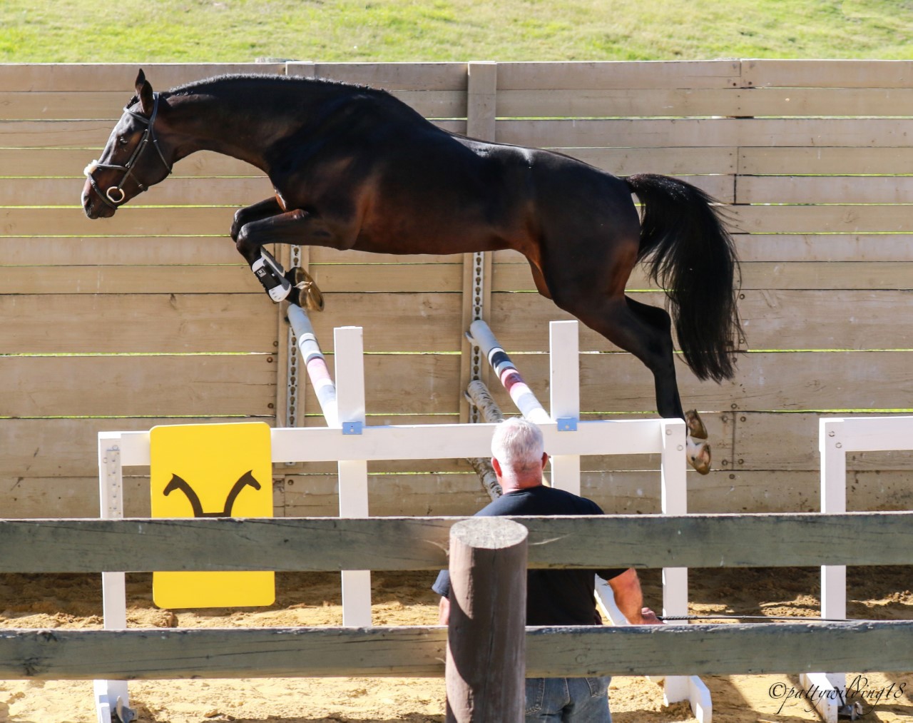 Eurequine - Stallions - ESCHER