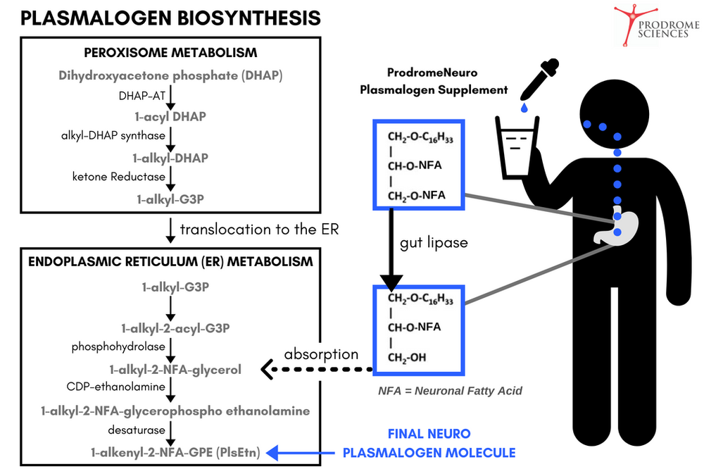 Plasmalogens: An important link to neurological disorders.