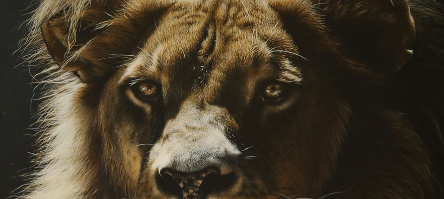 Wildlife Artist | Carla Grace Art