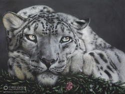 Wildlife Artist | Carla Grace Art