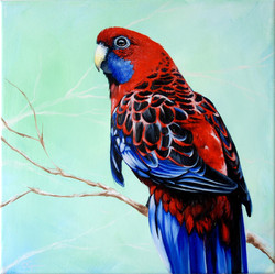 Wildlife Artist | Carla Grace Art