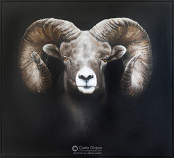Wildlife Artist | Carla Grace Art