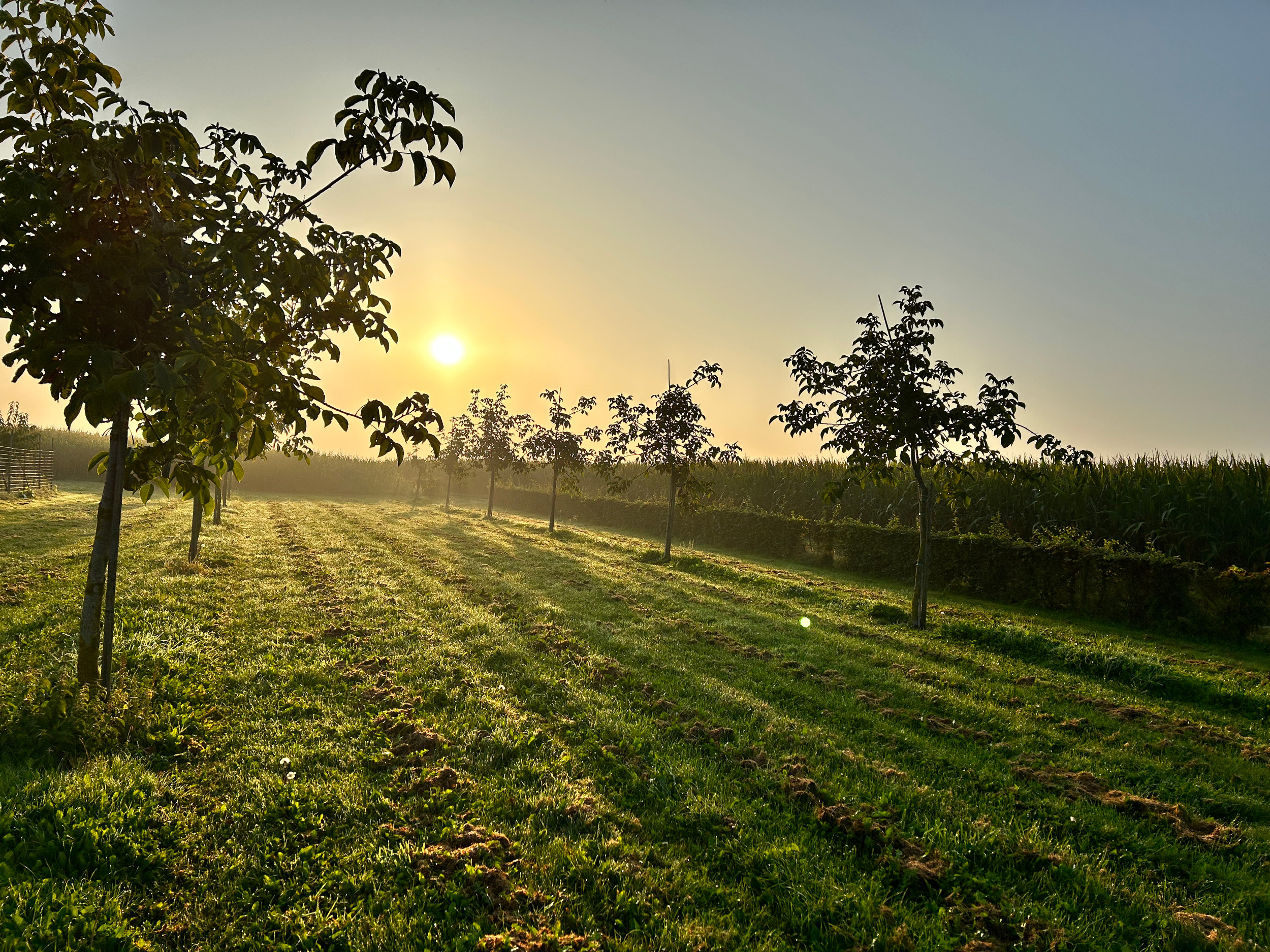 Over Walneut | Walneut