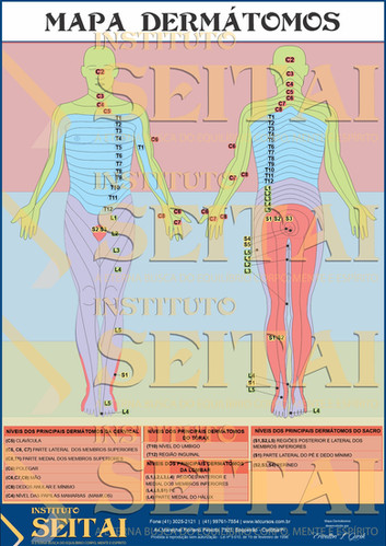Mapa Dermátomos | instituto seitai