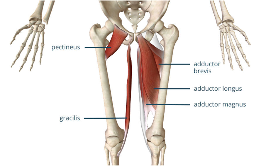 adductor sd
