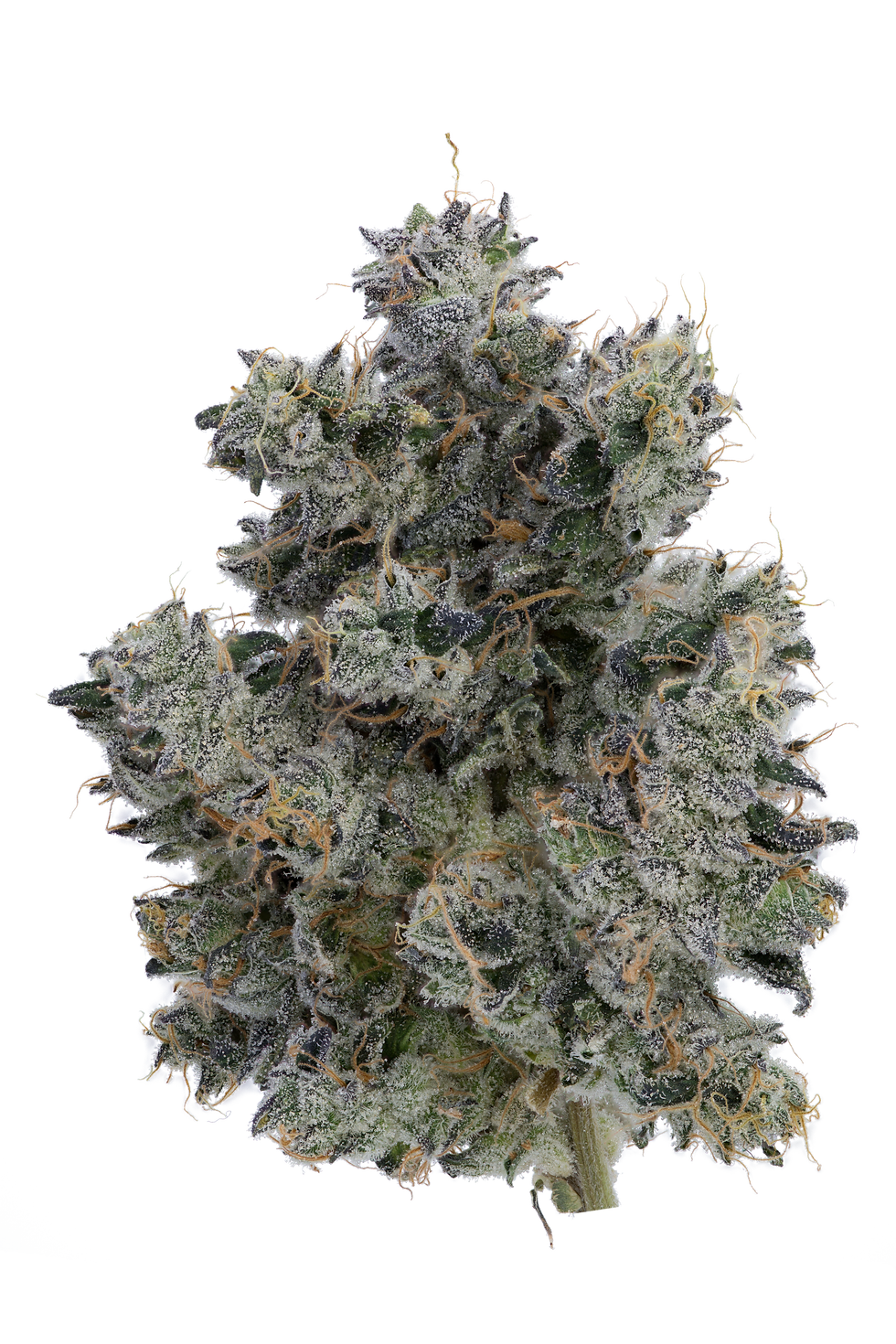 GENETICS | GREENDAWG
